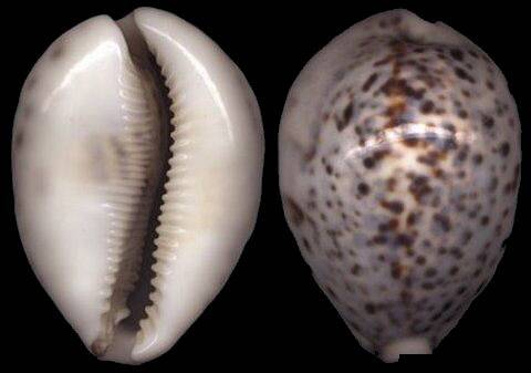 背鳃螺_百度百科