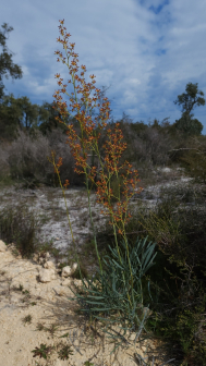 Stirlingia latifolia_百度百科