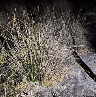 Juncus cooperi_百度百科