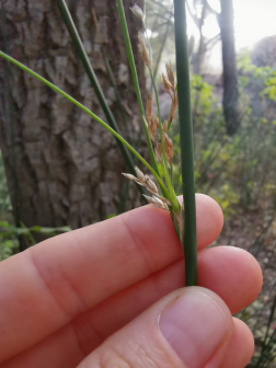 Juncus textilis_百度百科