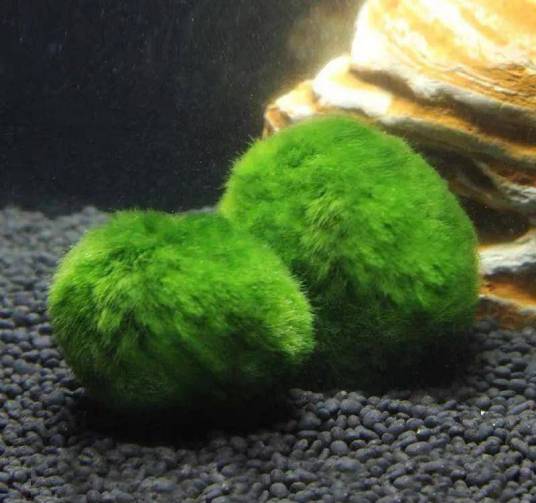 MARIMO_百度百科
