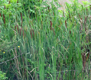 Typha capensis_百度百科