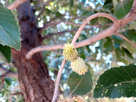 Quercus brantii_百度百科