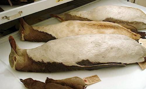 怀塔哈企鹅_百度百科