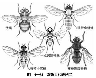 一点突额杆蝇_百度百科