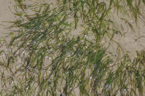 Zostera capensis_百度百科