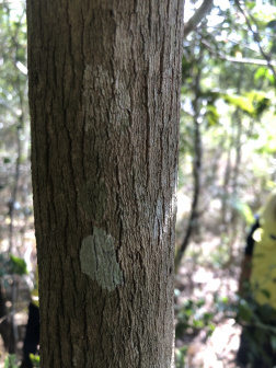 Gossia punctata_百度百科