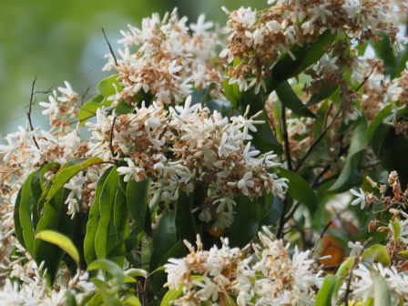 Vatica mangachapoi_百度百科