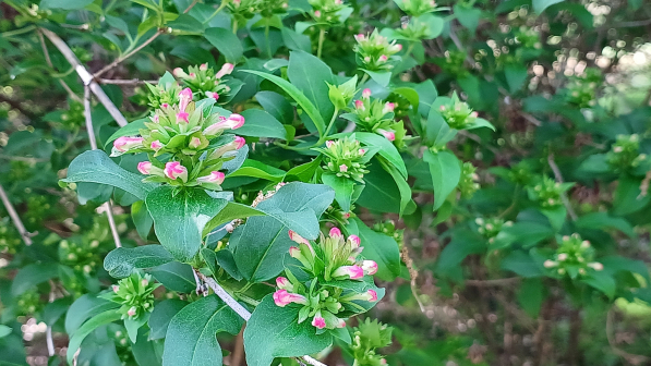 Zabelia tyaihyoni_百度百科