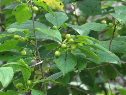 Ilex collina_百度百科