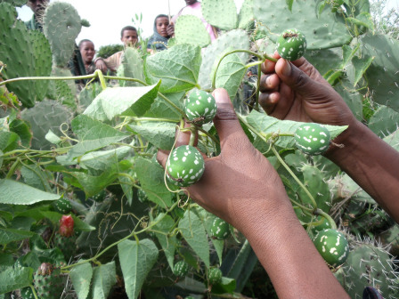 Coccinia abyssinica_百度百科