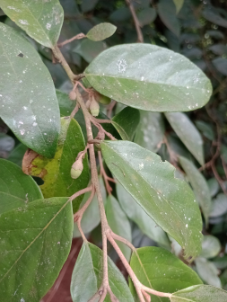 Styrax pohlii_百度百科