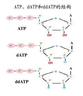 ddATP_百度百科