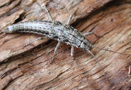 竹节虫（竹节虫目昆虫的通称）_百度百科