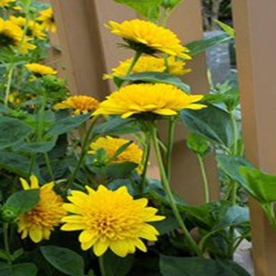 Helianthus 'Sunshine Daydream'_百度百科