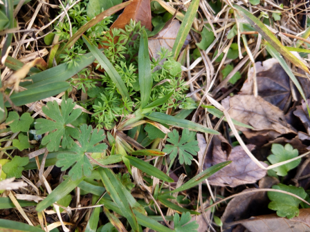 Soliva sessilis_百度百科