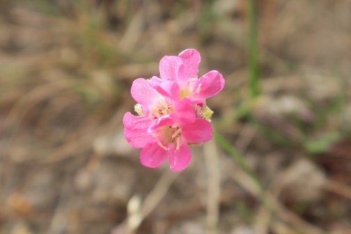 Armeria multiceps_百度百科