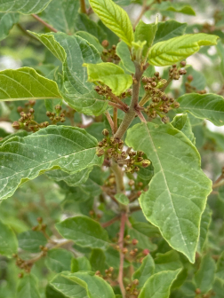 Frangula rupestris_百度百科