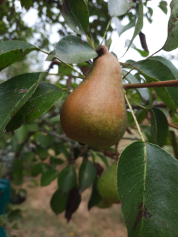 Pyrus communis_百度百科