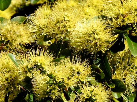 Xanthostemon arenarius_百度百科