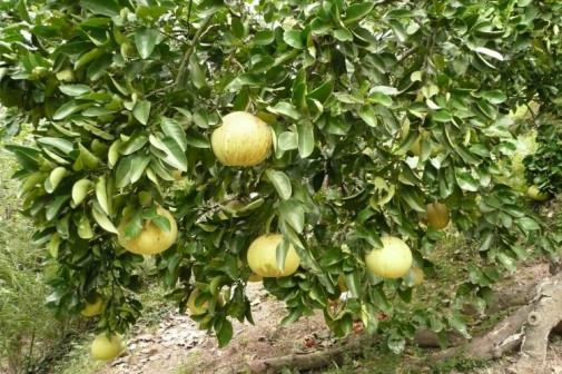 柚子树_百度百科