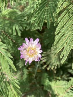 Pinaropappus roseus_百度百科