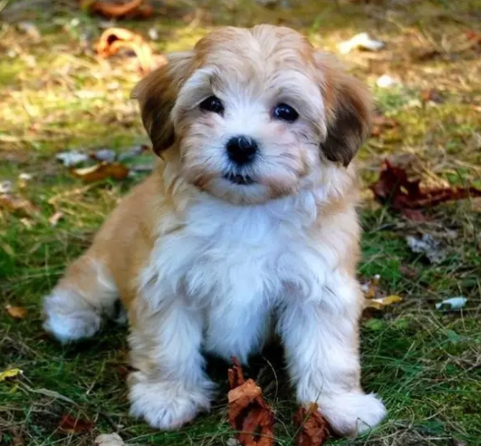 哈瓦那犬？你知道多少呢？_百科TA说