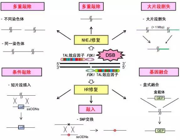 基因组编辑三大利器：TALEN、ZFN和CRISPR/Cas_百科TA说