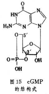 cGMP（化学物质）_百度百科
