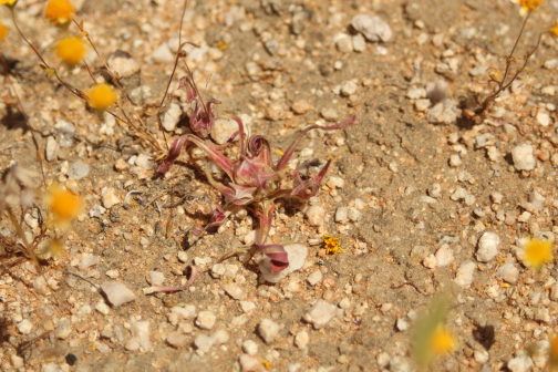 Tetrapteron palmeri_百度百科