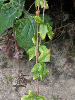 Boquila trifoliolata_百度百科