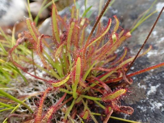 Drosera capensis_百度百科