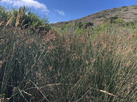 Juncus textilis_百度百科
