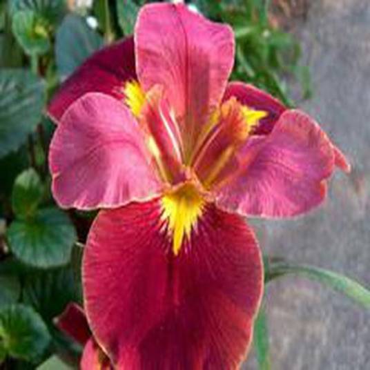 Iris 'Professor Neil'_百度百科