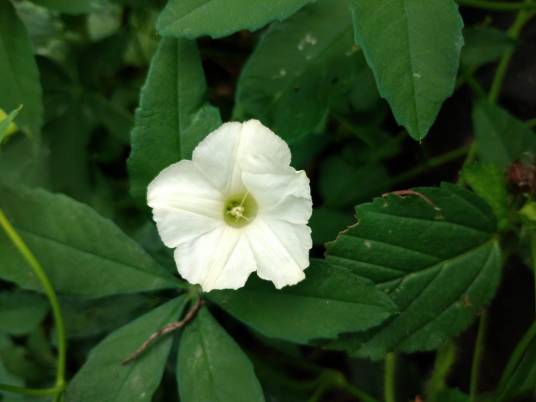 Distimake quinquefolius_百度百科