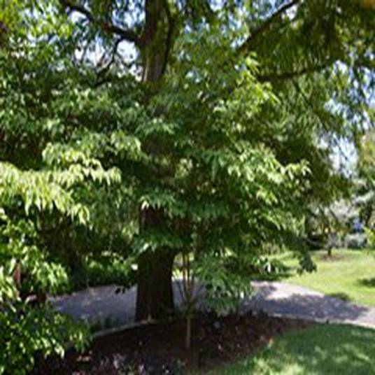 Cornus florida 'Appalachian Spring'_百度百科