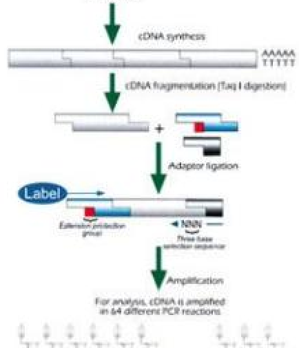 限制性酶切片段差异显示(RFDD-PCR)_百度百科