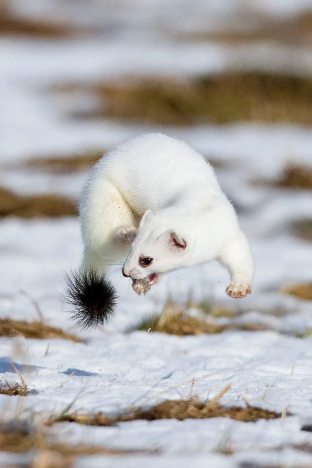 “不疯魔不成活”！鼬鼬们如何演化出你想象不到的“软实力”？_百科TA说