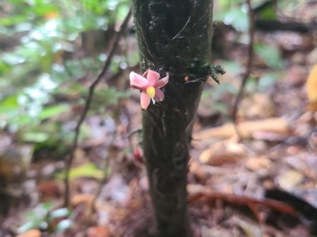 Sirdavidia solannona_百度百科