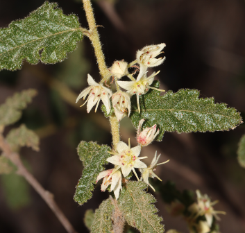 Commersonia borealis_百度百科