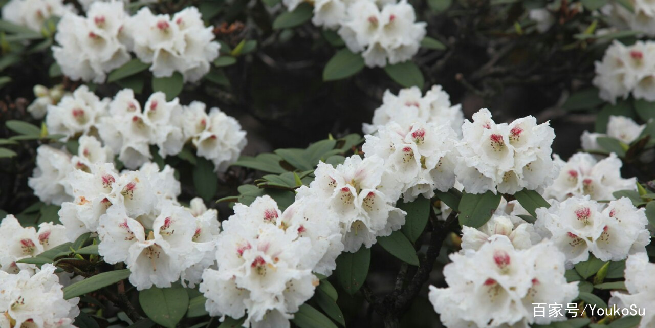 大理苍山迎来野生杜鹃花最佳观赏期！_百科TA说
