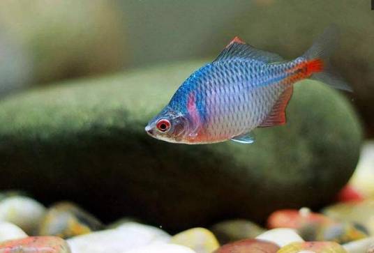 鳑鲏属_百度百科