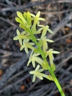 Stackhousia aspericocca_百度百科