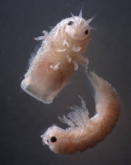 蛀木水虱_百度百科