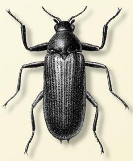 溪泥甲科_百度百科