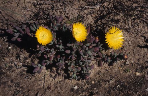 Lampranthus glaucus_百度百科