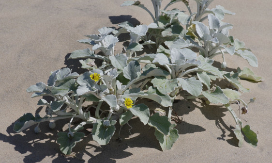 Arctotheca populifolia_百度百科