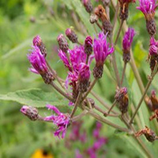 Vernonia gigantea_百度百科