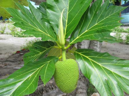 Artocarpus camansi_百度百科