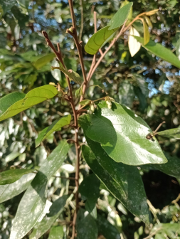 Styrax pohlii_百度百科